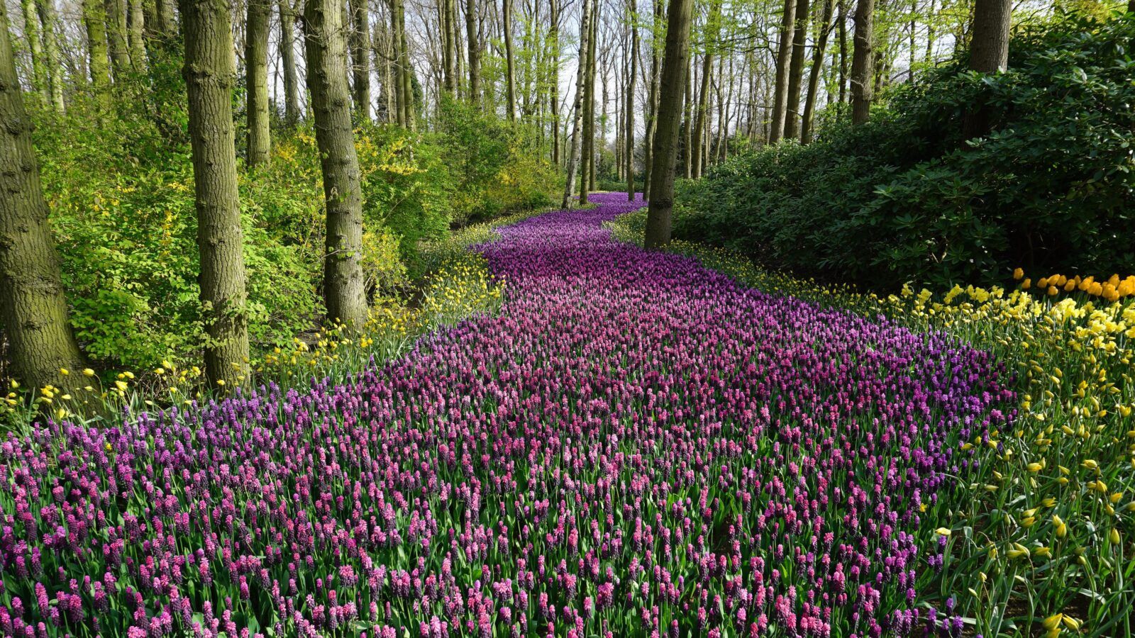 The greening of the year is nearly here! | WFMT