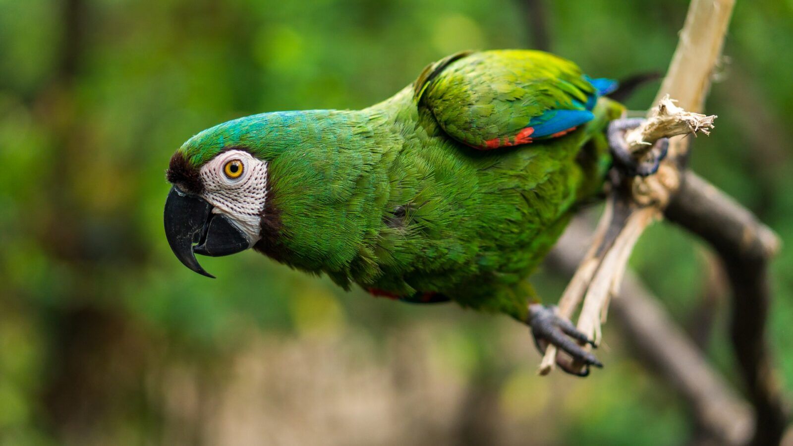 This Amazon Parrot Singing "'O Sole Mio" Along With Pavarotti Is All of ...