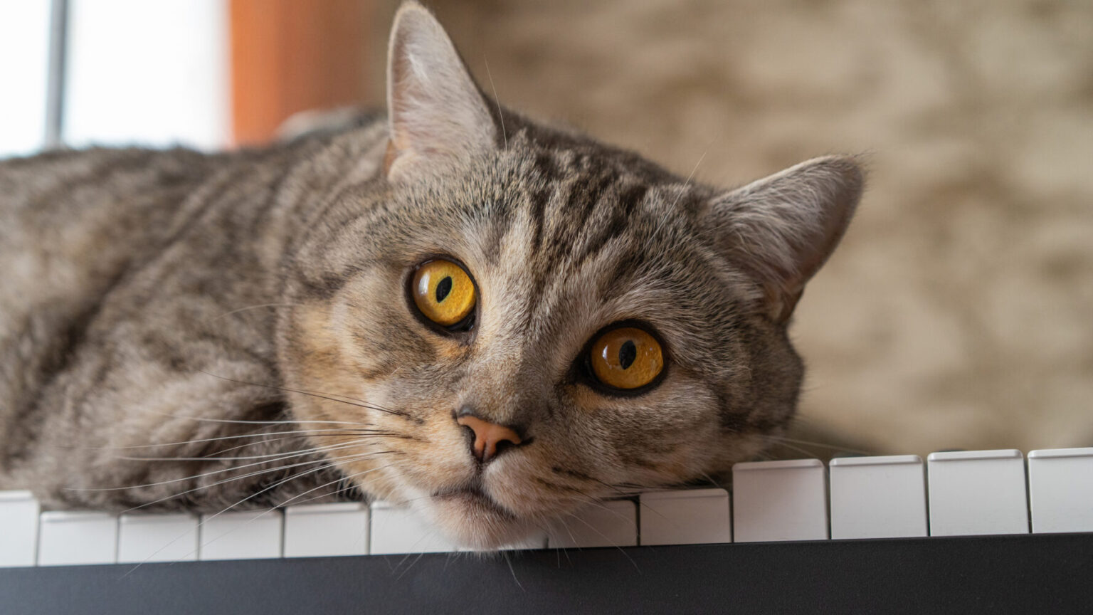 Classical Cats: Selections Inspired by Feline Friends | WFMT